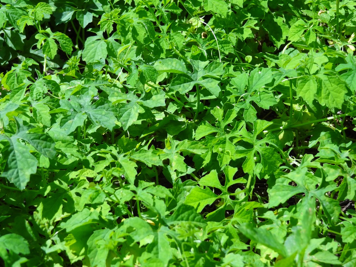 Cerasee Time: Vine and Tea | Wonders of Jamaica